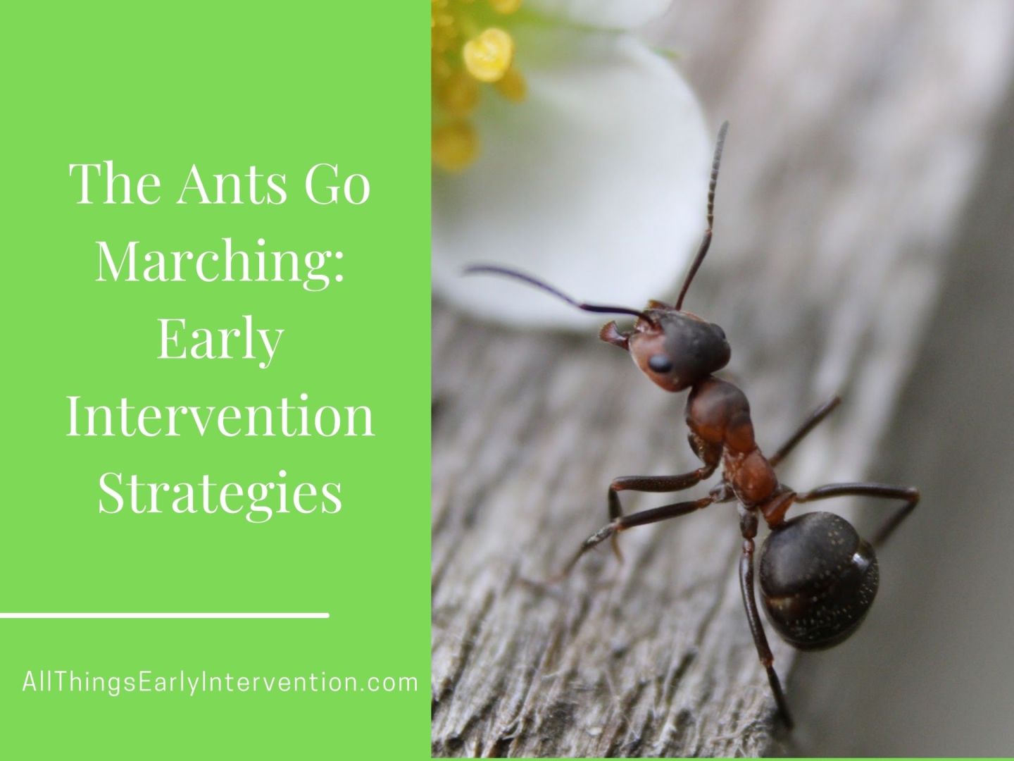 Song Of The Month: The Ants Go Marching – All Things Early Intervention